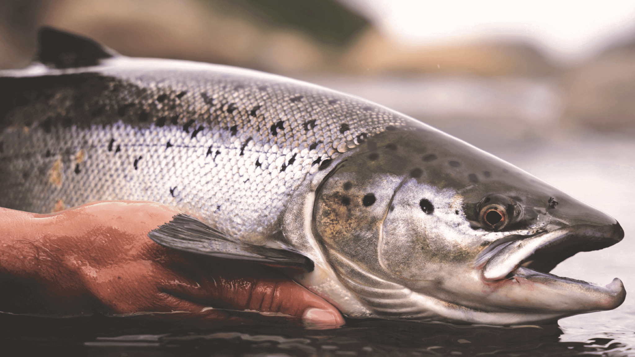 Bachmanns Lachs | Frischer Räucherlachs aus Hermagor in Kärnten